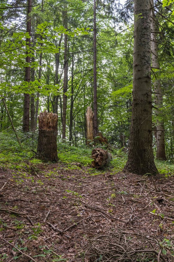 Big Broken Tree in Mountain Forest. a Huge Stump in a Forest Clearing ...