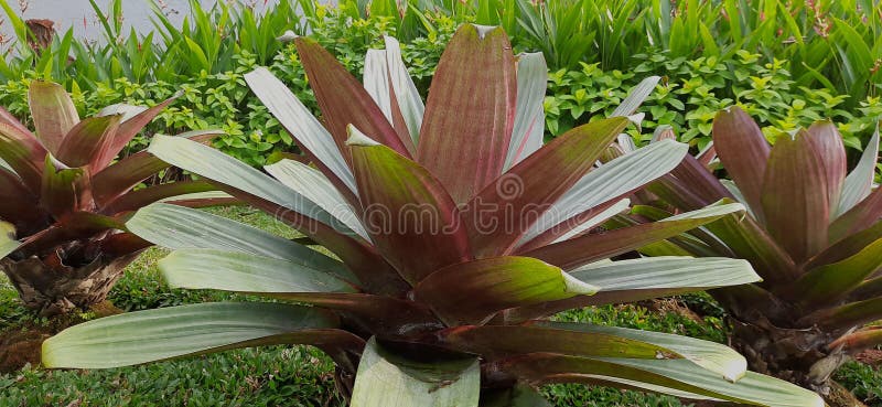 Big Bromeliad Plant in the Garden Stock Image - Image of leaf, color ...