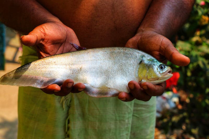 Big Bronze Featherback Fish in Hand in Nice Blur Background HD, Fali ...