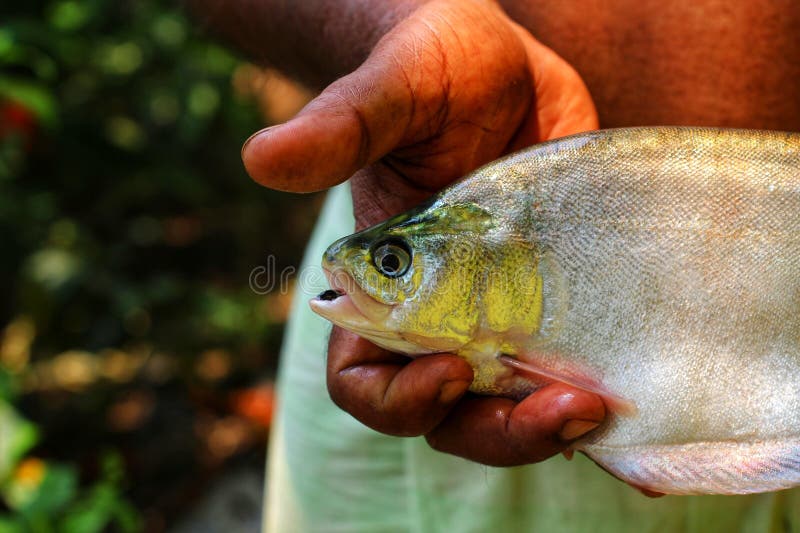 Big Bronze Featherback Fish in Hand in Nice Blur Background HD, Fali ...