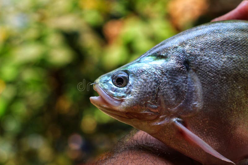 Big Bronze Featherback Fish in Hand in Nice Blur Background HD, Fali ...