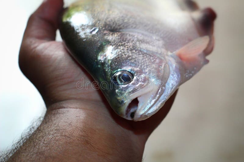 Big Bronze Featherback Fish in Hand in Nice Blur Background HD, Fali ...