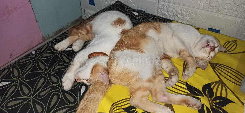 Big Brother and Little Sister Cat from Different Dad Stock Image ...