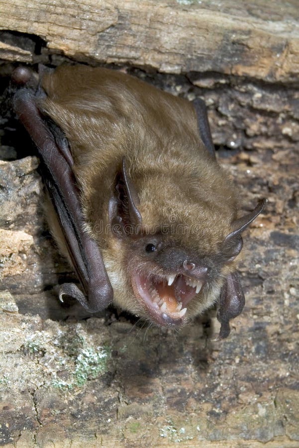 Big Brown Bat (Eptesicus Fuscus) Stock Photo - Image of snout, house ...