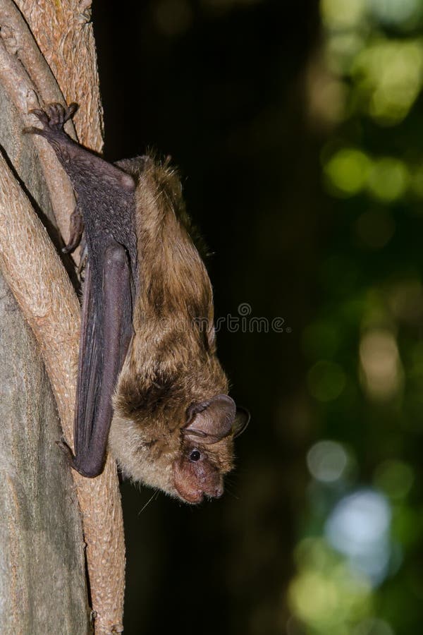 Big Brown Bat (Eptesicus Fuscus) Stock Photo - Image of wildlife ...
