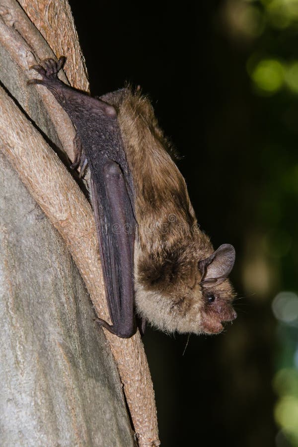 Big Brown Bat (Eptesicus Fuscus) Stock Photo - Image of creature, teeth ...