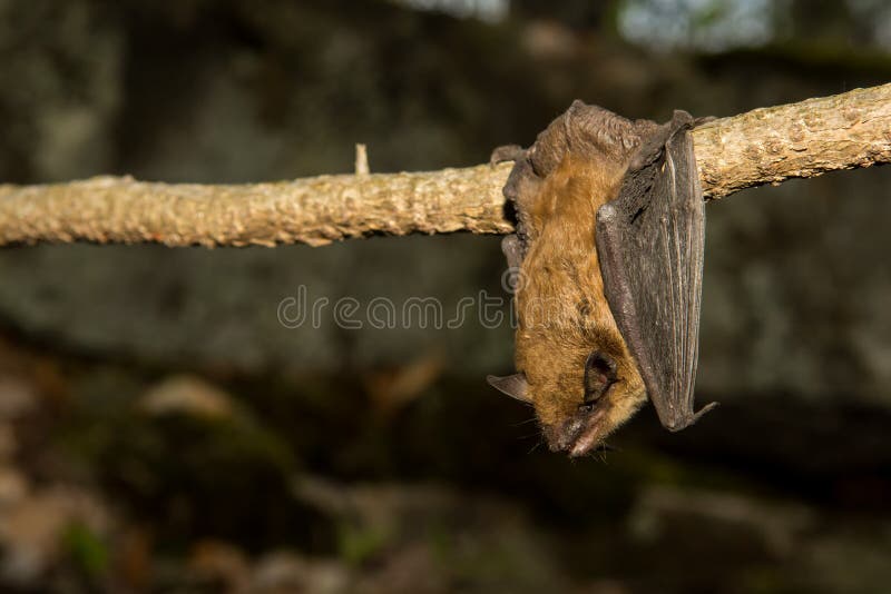 Big Brown Bat stock image. Image of outside, conservation - 71289589