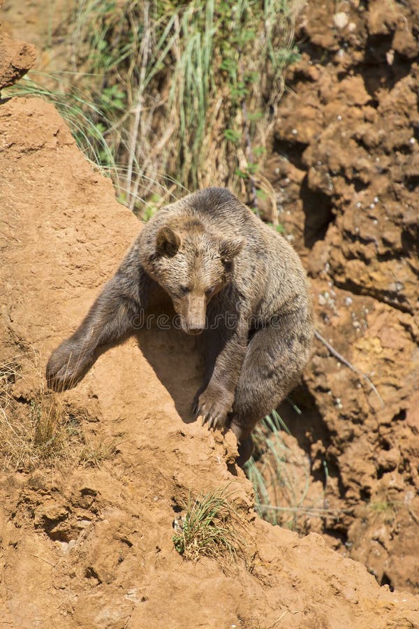 Big Brown Bear Climbing a Cliff. Stock Image - Image of mammal ...
