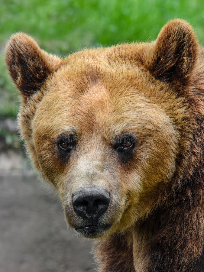 Brown Bear Portrait - Bear Looking at Photographer - Brown Bear Head ...