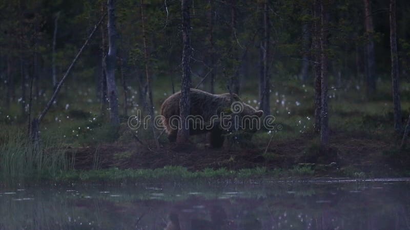 Brown Bear Fishing in a River. a Powerful and Nimble Predator Stock ...