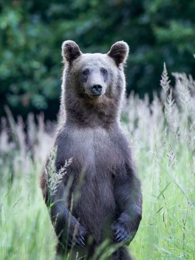 Big Brown Bear Looks into the Camera Stock Photo - Image of sitting ...