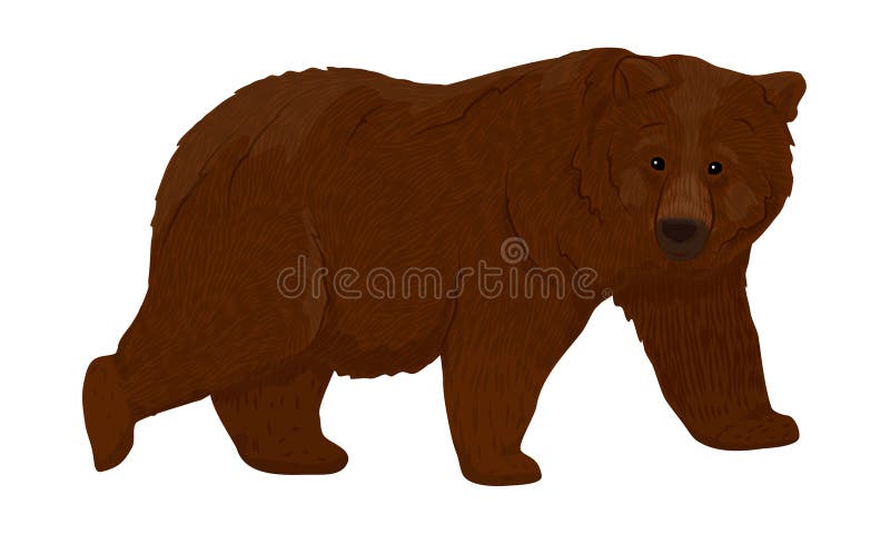 The Big Brown Bear. Realistic Vector Stock Vector - Illustration of ...