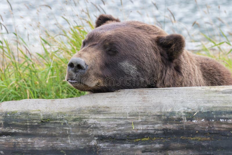Brown Bear Resting Log Stock Photos - Download 88 Royalty Free Photos