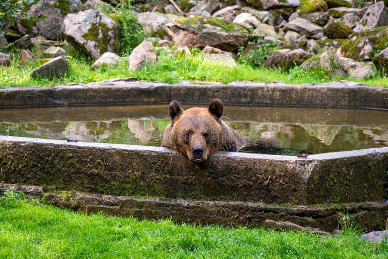 A Big Brown Bear is Resting in a Pool of Water during the Summer Heat ...