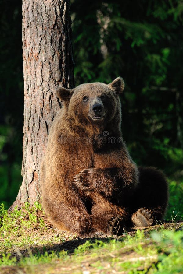 Big brown bear sitting stock image. Image of muscular - 26218033