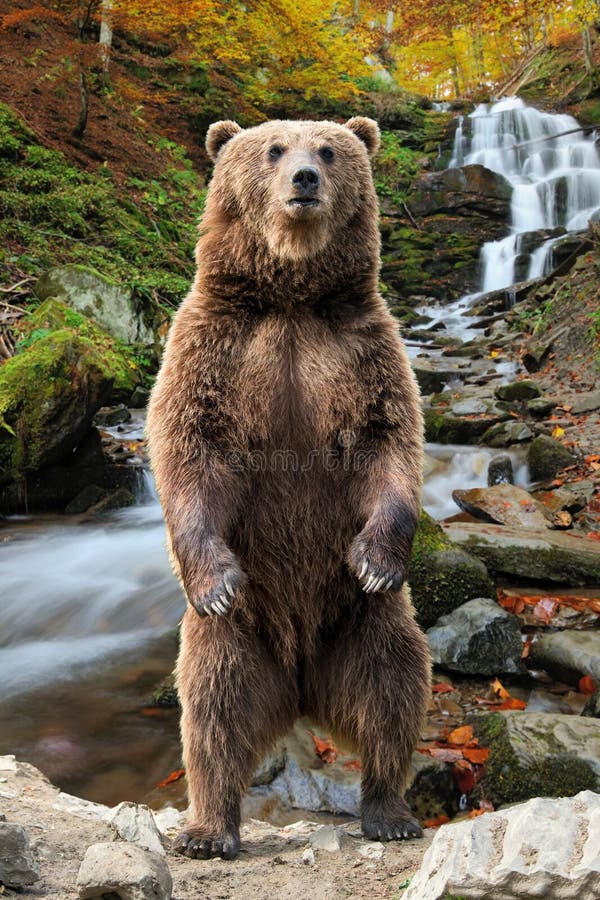 Big Brown Bear Standing on His Hind Legs Stock Image - Image of habitat ... Big Brown Bear Standing on His Hind Legs Stock Image - Image of habitat ...