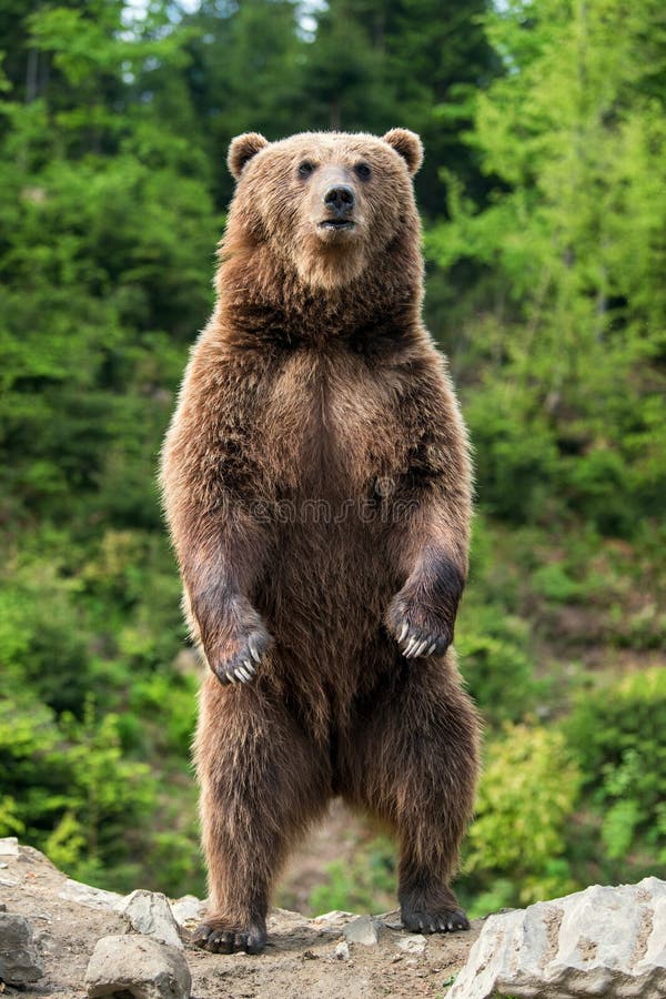 Big Brown Bear Standing on His Hind Legs Stock Photo - Image of ... Big Brown Bear Standing on His Hind Legs Stock Photo - Image of ...