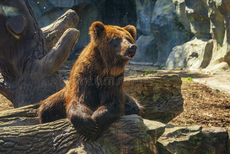 289 Animal Stomp Stock Photos - Free & Royalty-Free Stock Photos from ...