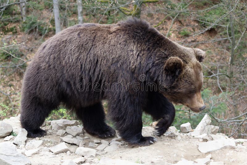 Big Brown Bear Walking Down Path Stock Photos - Free & Royalty-Free ...