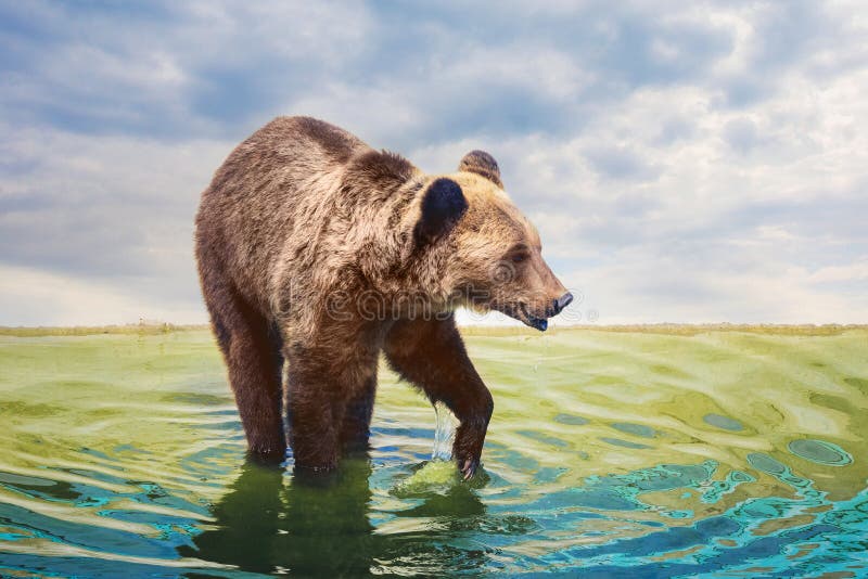 Big Brown Bear in the Water in Sunny Weather_ Stock Image - Image of ...