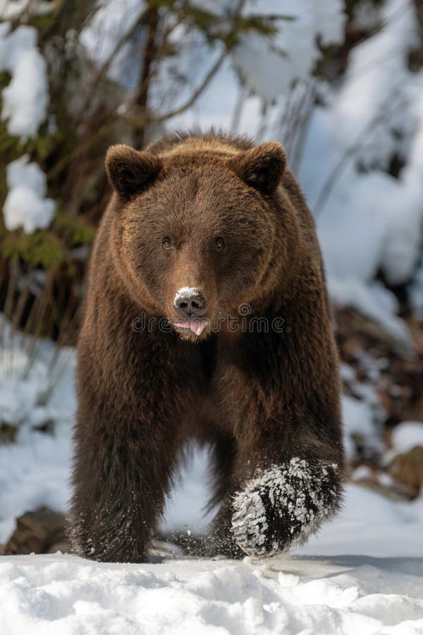 Big Brown Bear in Winter Forest Stock Photo - Image of nature, evening ...