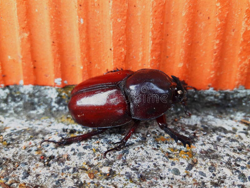 Big brown beetle stock photo. Image of background, scarab - 153947416