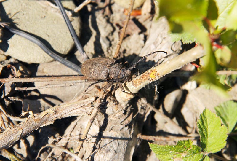 Big brown beetle stock photo. Image of animal, nature - 189475838