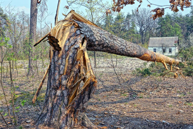 Big Broken Pine Tree in the Forest Stock Image - Image of fallen, cone ...