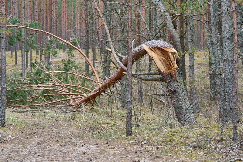 Big Brown Broken Pine Tree in the Forest Stock Photo - Image of spring ...