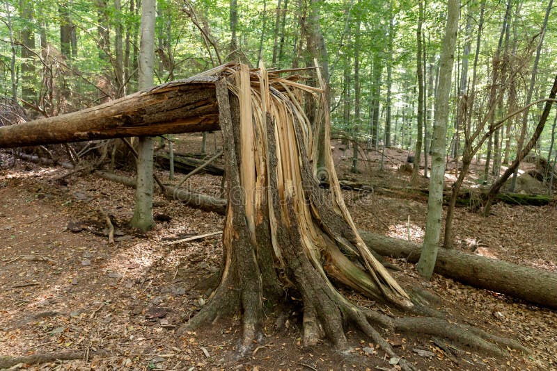 Big Broken Tree in the Forest Stock Photo - Image of branch, crack ...