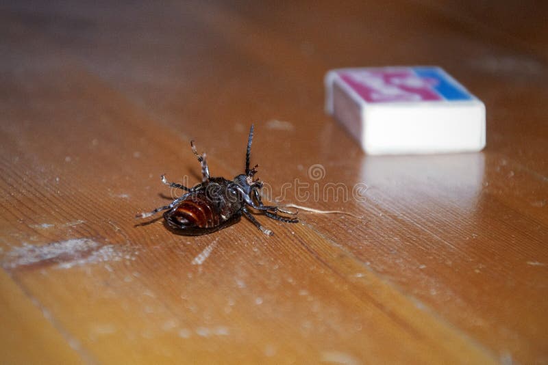 Big Brown Bug on Wooden Floor Stock Photo - Image of nature, insect ...