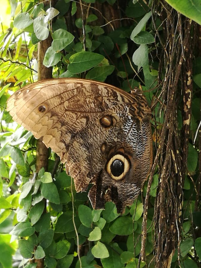 Big Beautiful Brown Butterfly Sitting on the Tree Stock Image - Image ...