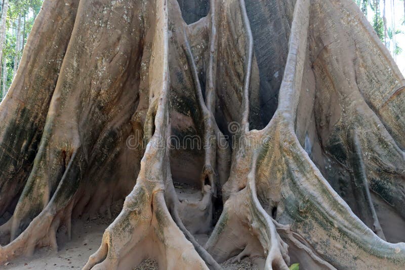 Big buttress root of tree stock photo. Image of root - 184184788