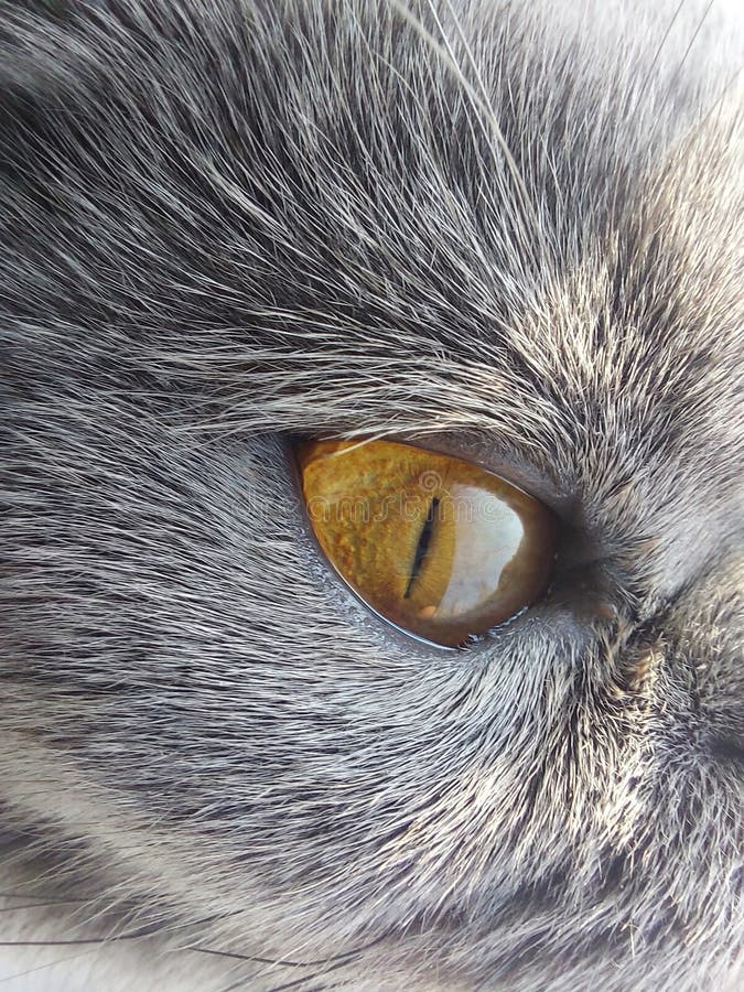 Big Brown Cat S Eye with a Small Black Pupil Stock Photo - Image of ...