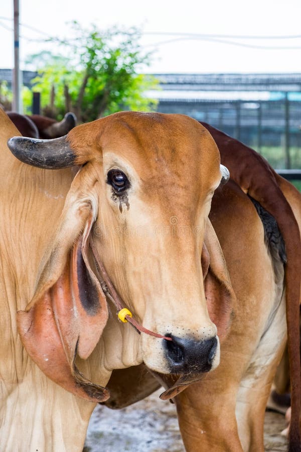 Big brown cattle cow stock photo. Image of brown, cows - 86453184