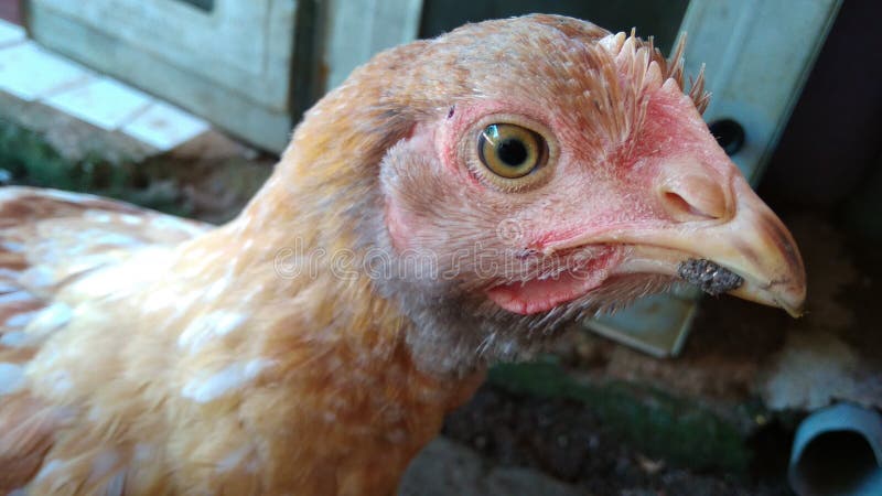 The Big Brown Chicken Gaze is Very Sharp Stock Image - Image of rooster ...