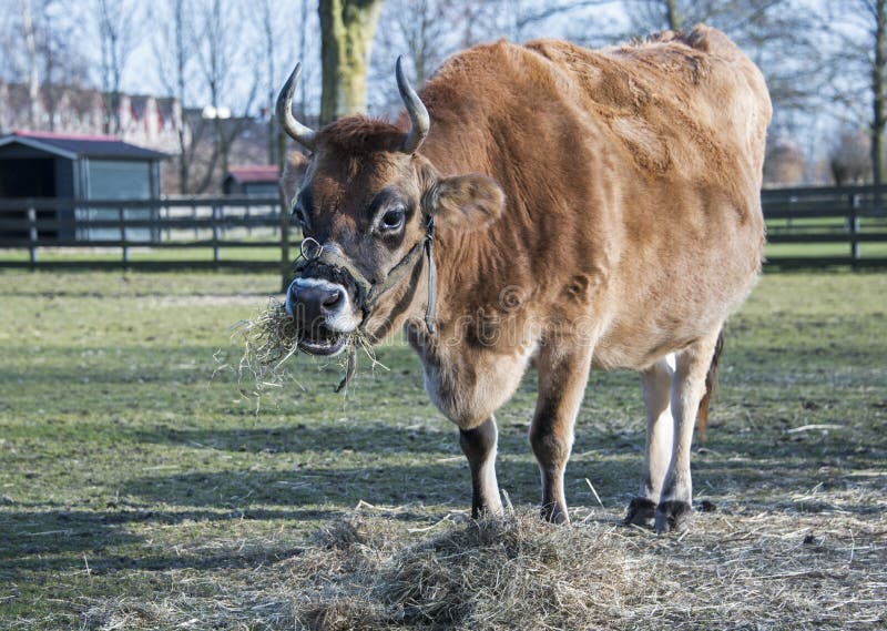 Big brown cow eating grass stock photo. Image of beef - 29679608