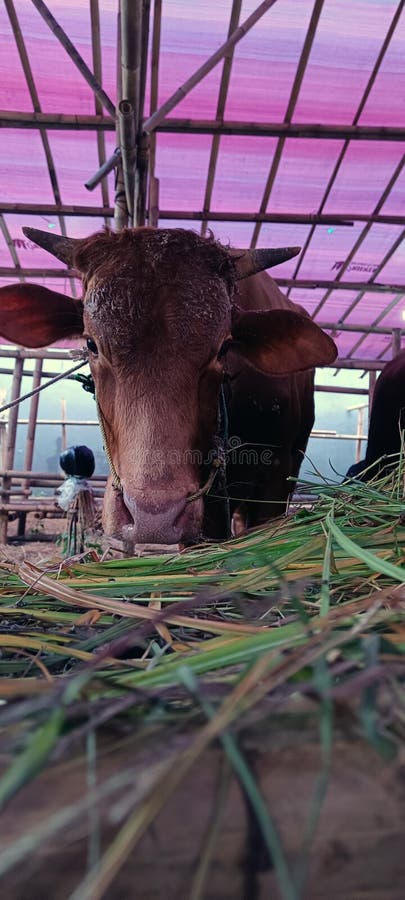 Big Brown Cow Eating on the Farm Stock Photo - Image of asia ...