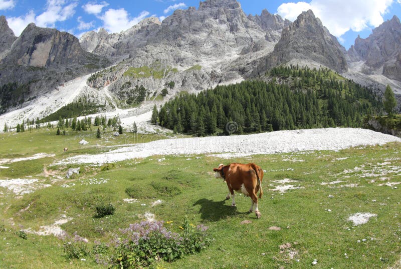 Big Brown Cow Grazing in the Mountains Stock Image - Image of mount ...