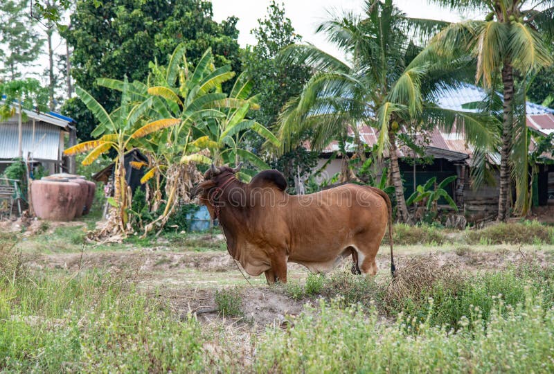 Big brown cow in nature stock photo. Image of livestock - 146687182