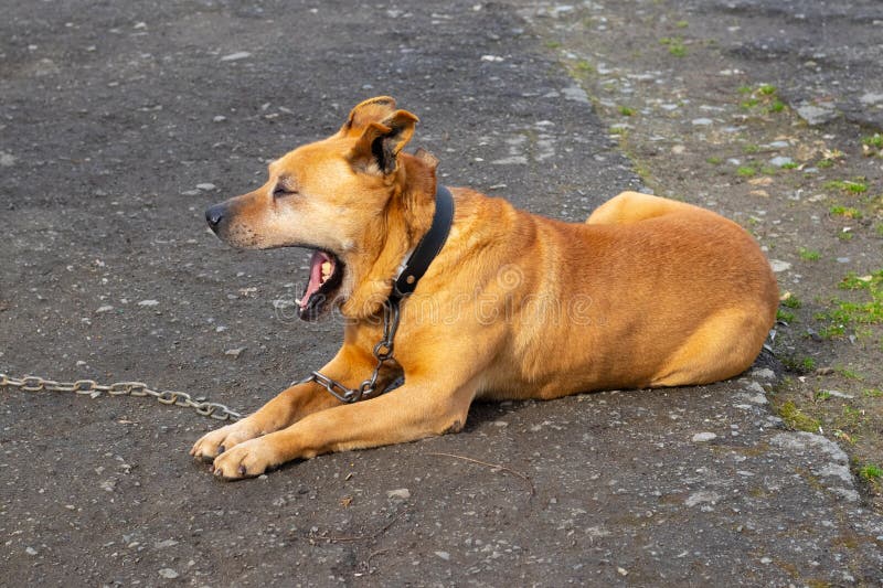 A Sad Pit Bull Dog on a Chain Lies in the Farm Yard Stock Image - Image ...
