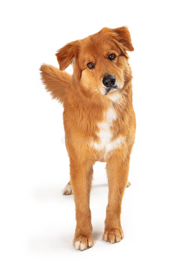 Friendly Brown Big Dog Standing Looking Forward Stock Photo - Image of ...