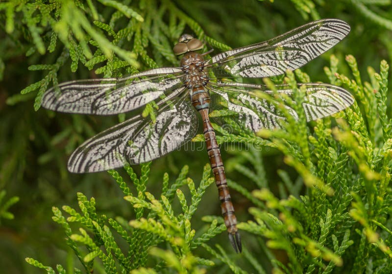 Glittering Dragonfly of Blues & Black with Golden Accents in the Summer ...