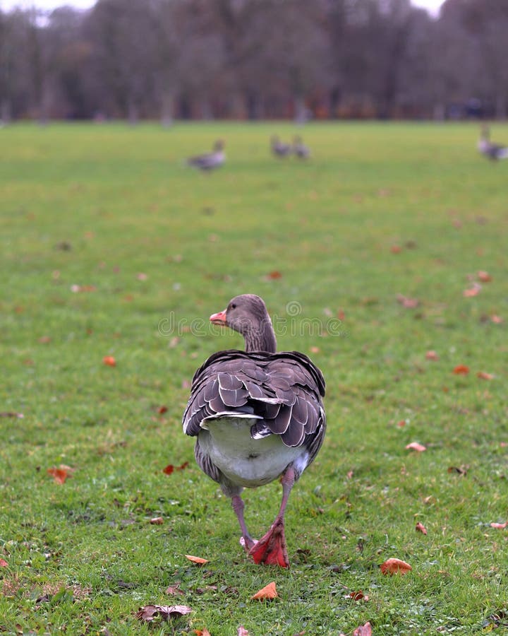 Big Brown Duck from Behind Walking in a Park with Ducks and Trees on a ...
