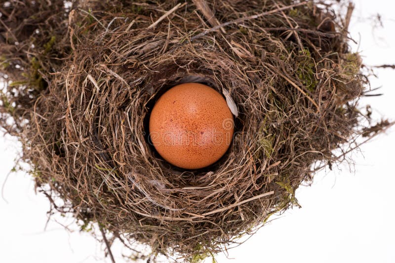 Big Brown Egg in the Small Bird Nest Stock Image - Image of food, shell ...