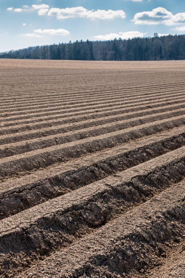 Big Brown Fields of Fertile Soil and Green Forest in the Background ...