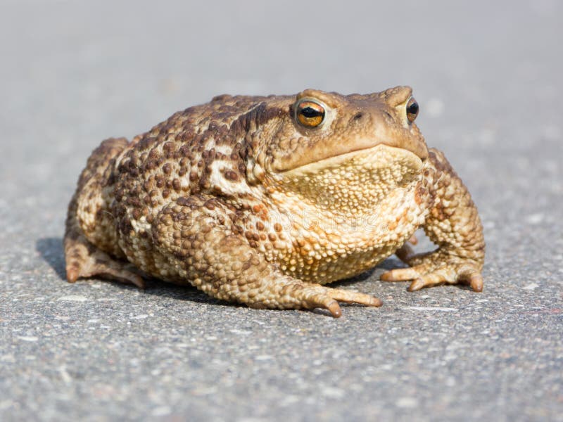 Big brown frog (toad) stock image. Image of earthen, yellow - 21127963