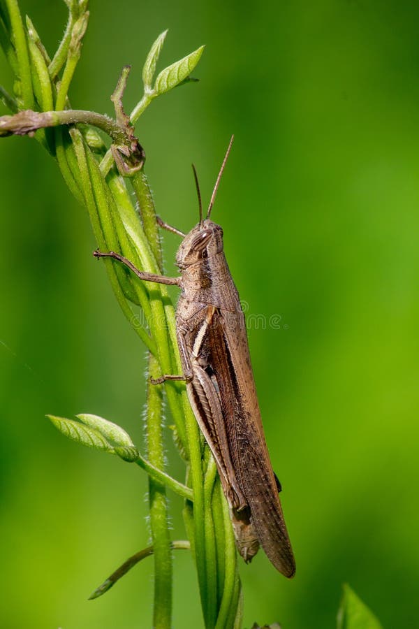 Big Brown Grasshopper on the Plant Stock Photo - Image of brown, wing ...