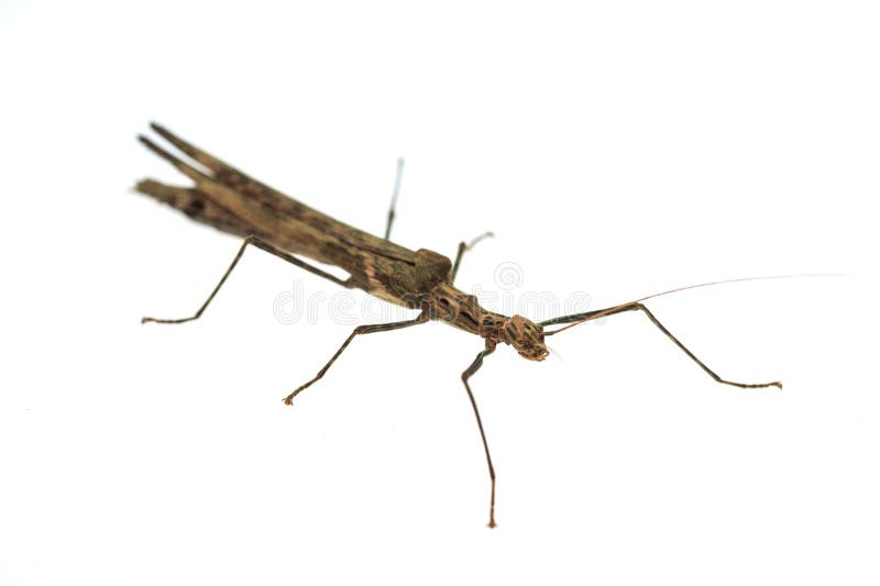 Big Brown Grasshopper on White Background Stock Image - Image of hopper ...