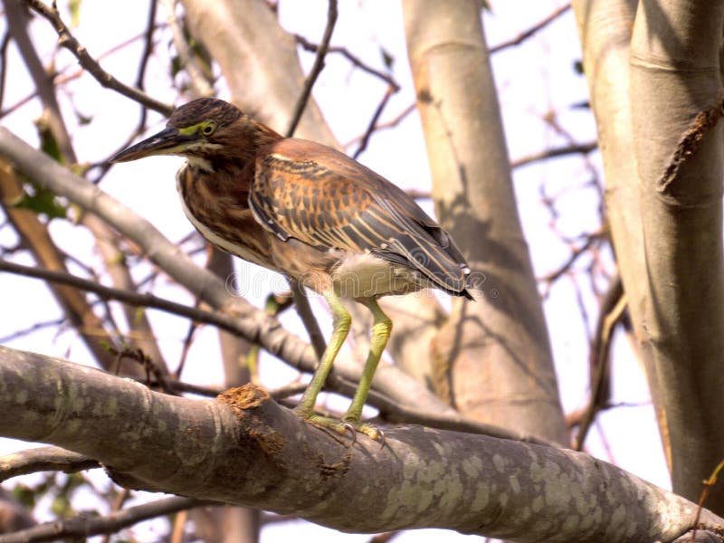Big Brown Heron Bird in a Tree Stock Photo - Image of skinny, nature ...
